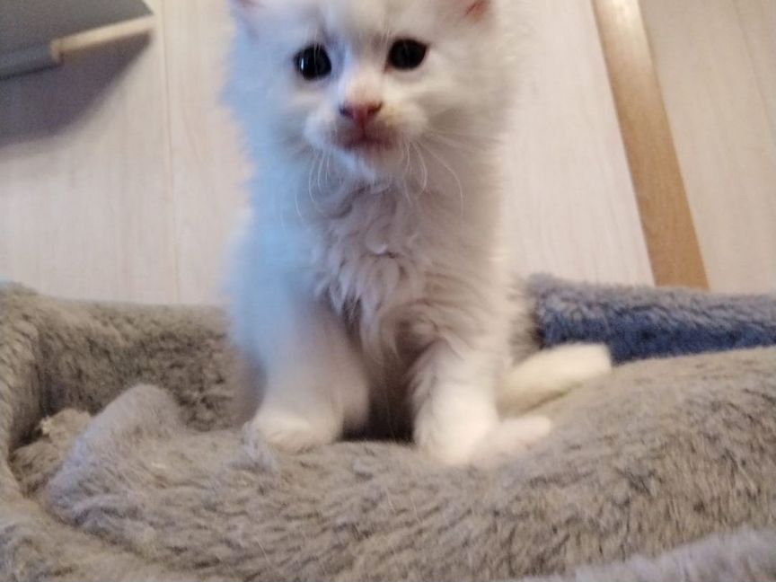 Котенок мейн-кун