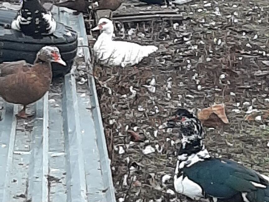 Утки шипуны