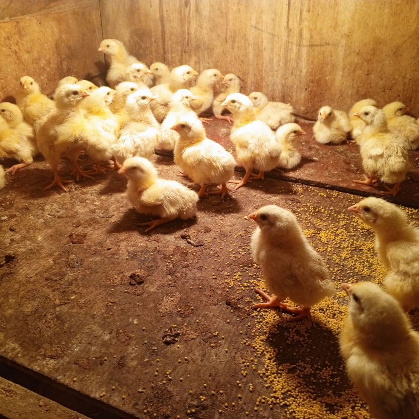 Цыплята бройлеры кобб 500