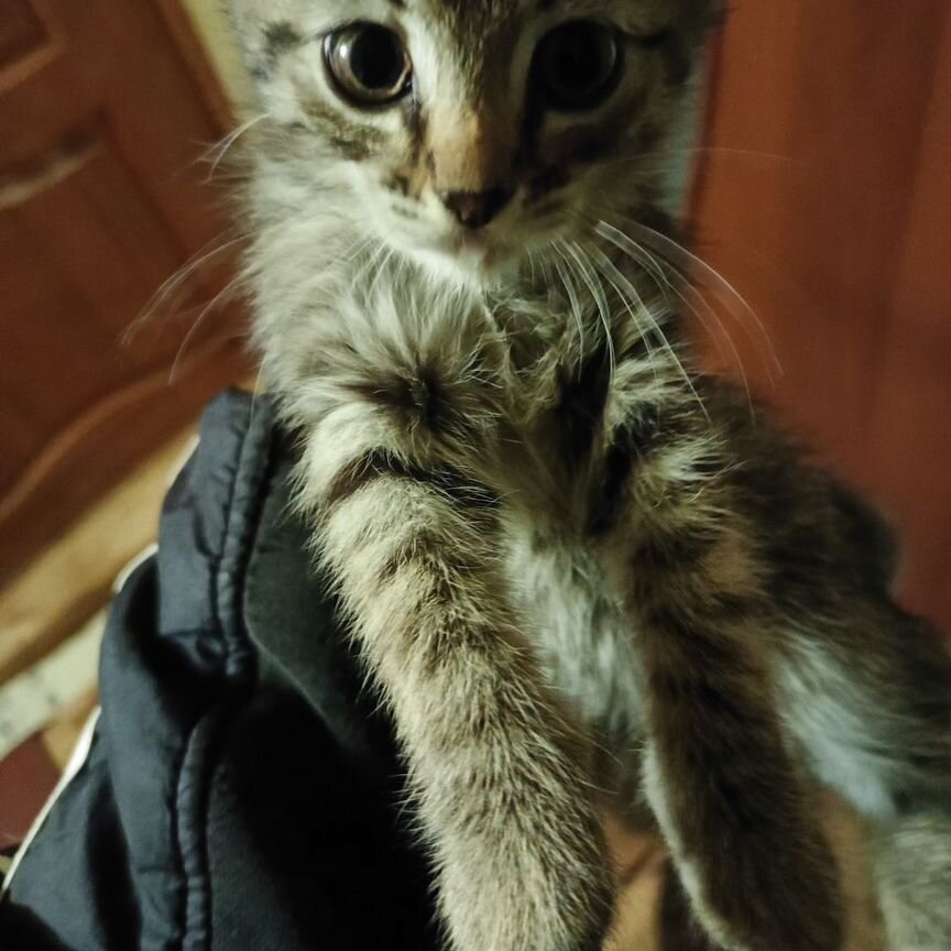 Котята, кошечка и котик, в добрые руки