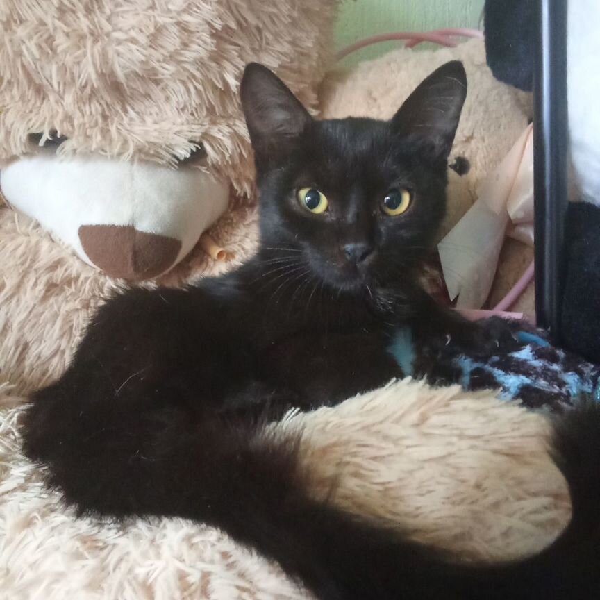 Котёнка усыпят