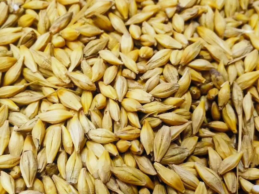 Зерно Ячмень