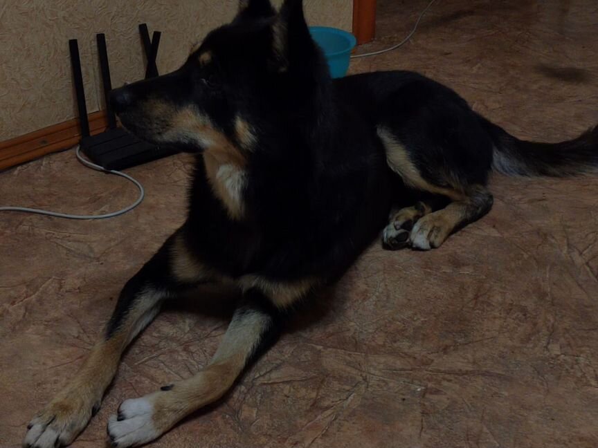 Найдена собака мальчик