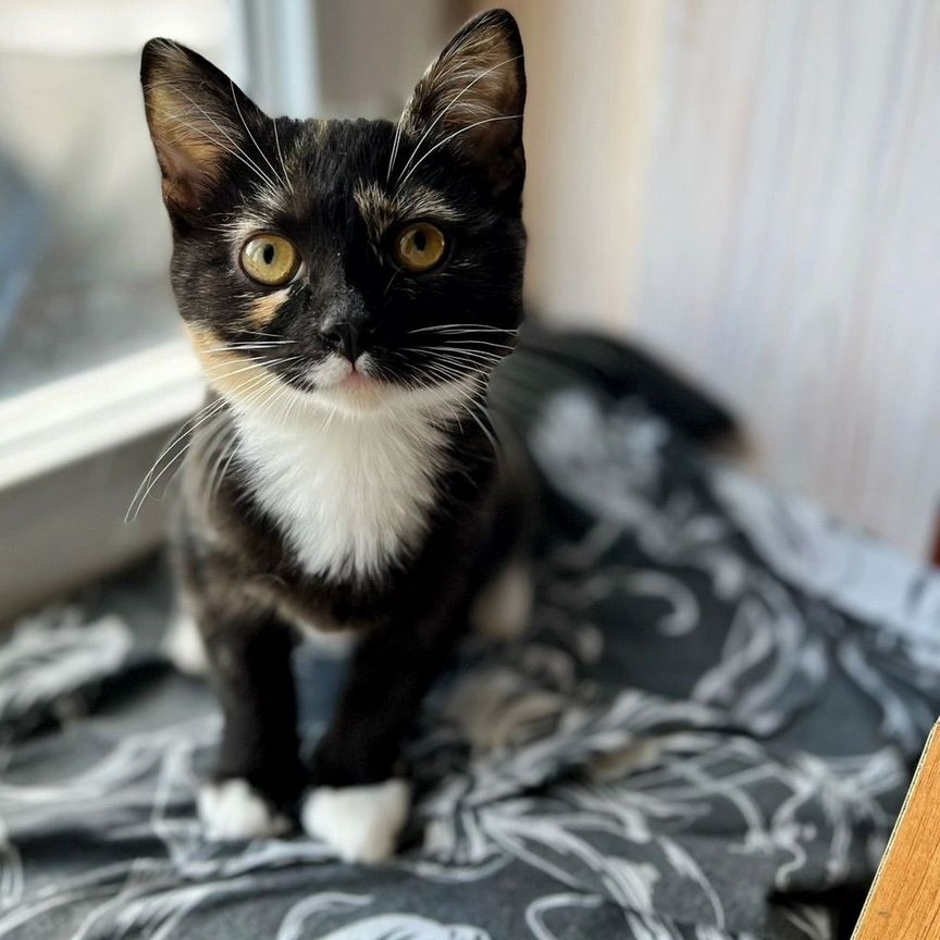 Котенок