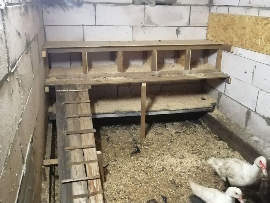 Мускусные утки индоутки индоутята