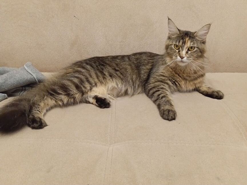 Мейн-кун в добрые руки бесплатно