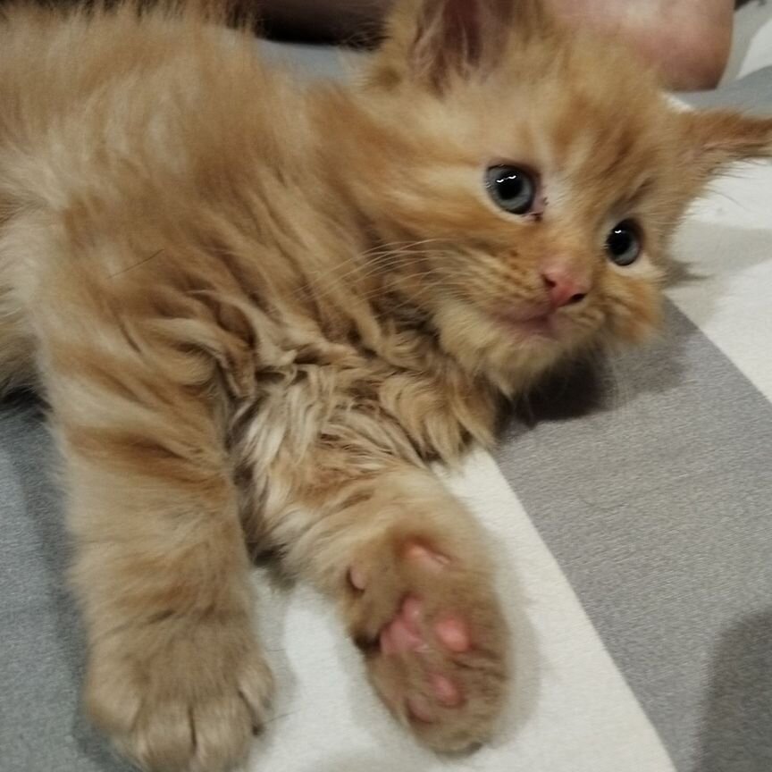 Мейн-кун котёнок