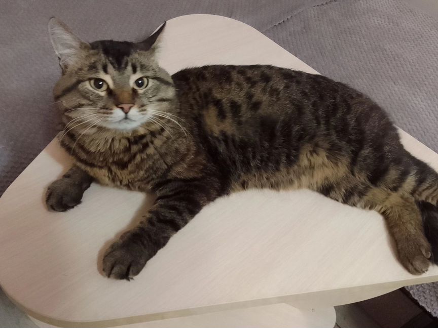 Кот в добрые руки