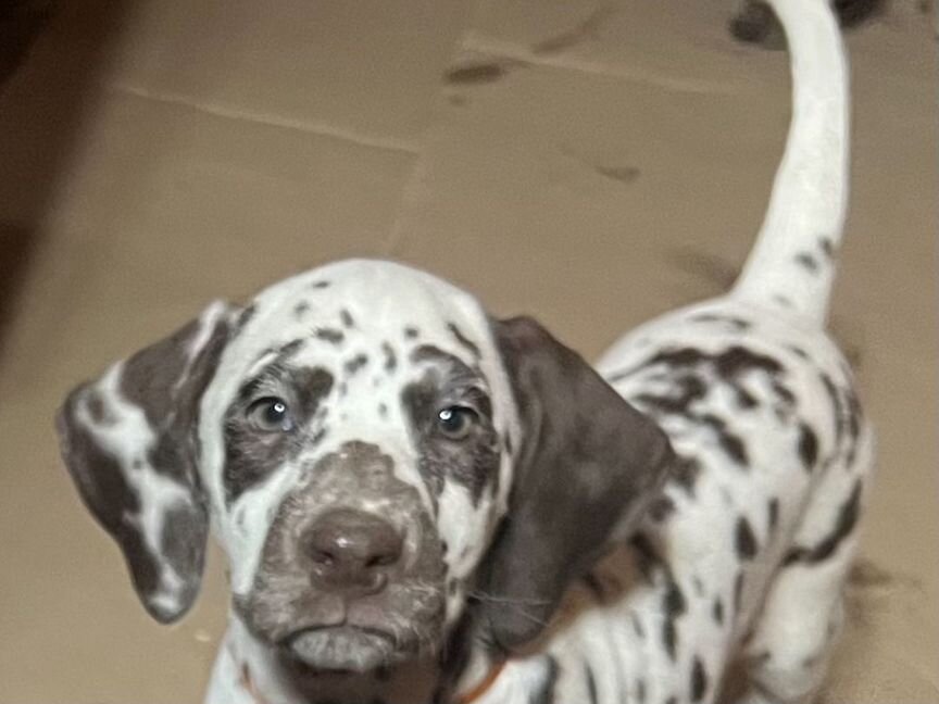 Щенки далматина