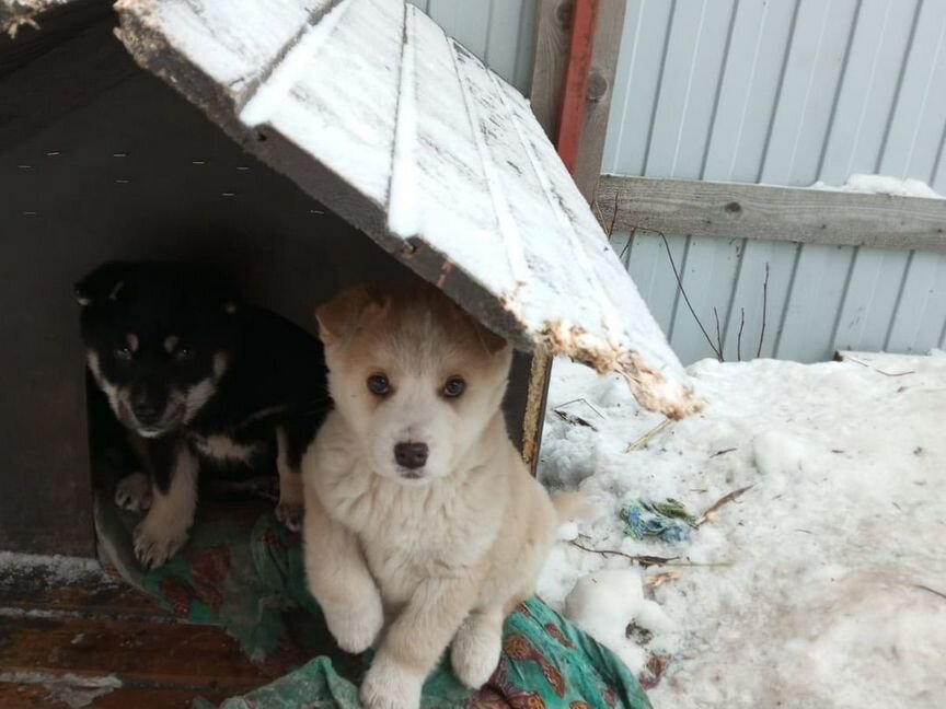 Щенок в добрые руки