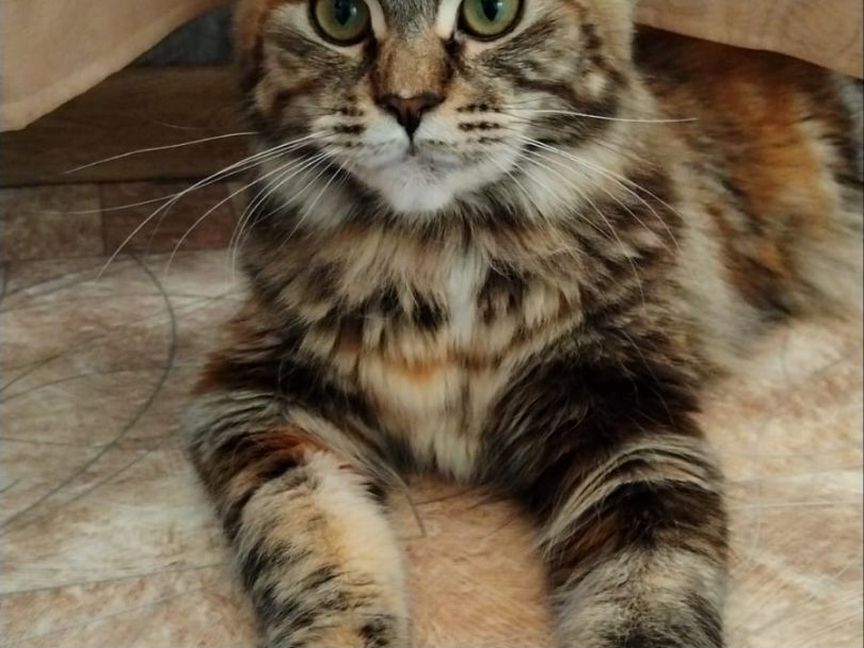 Вязка кошки мейн-кун