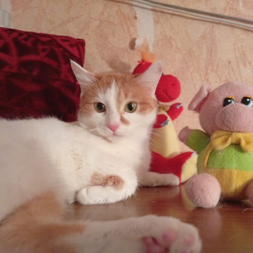 Кошка весеннее солнышко