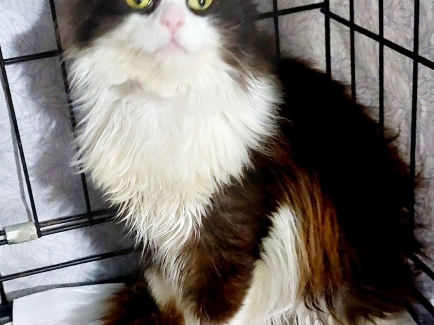 Верим в чудо Ищем семью