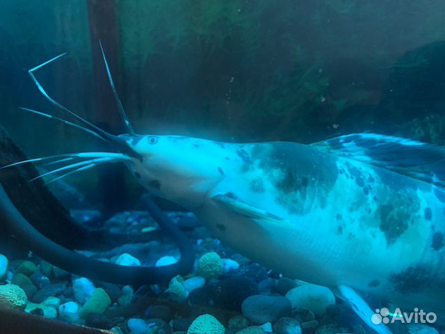 Мраморный клариевый сом