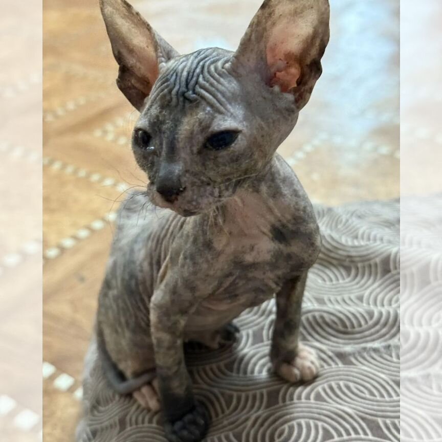 Донской сфинкс котёнок