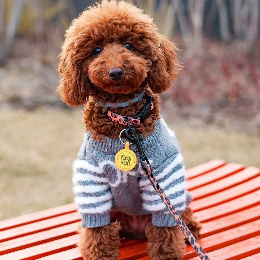 Той-пудель, щенок