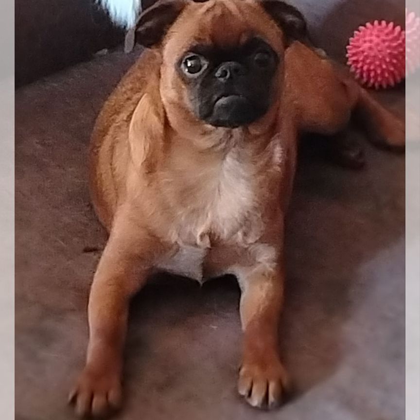 Щенок Пти брабансона