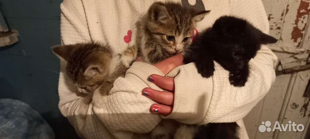 Кошки в добрые руки бесплатно