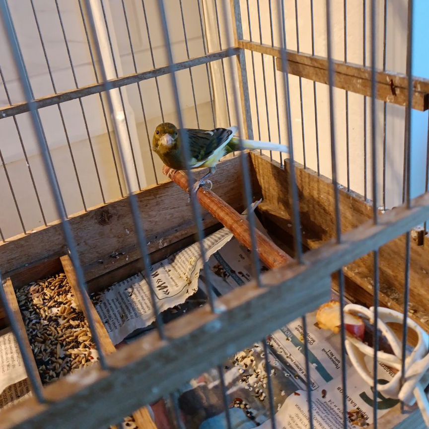 Кенара и канарейки