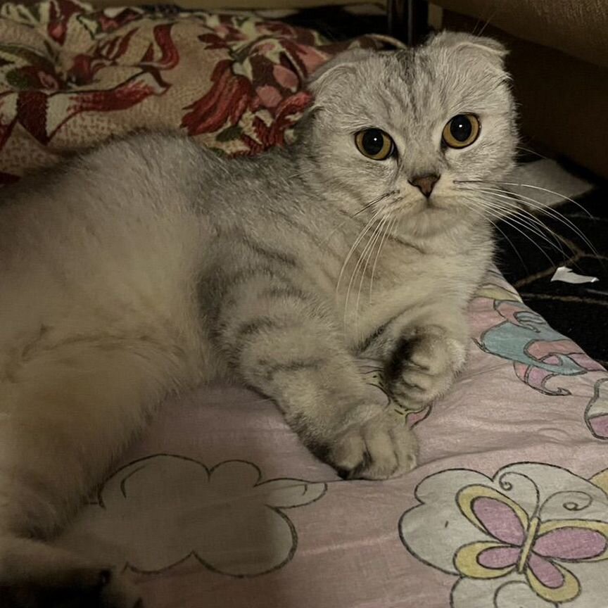 Шотландская вислоухая короткошёрстная кошка, взрослая