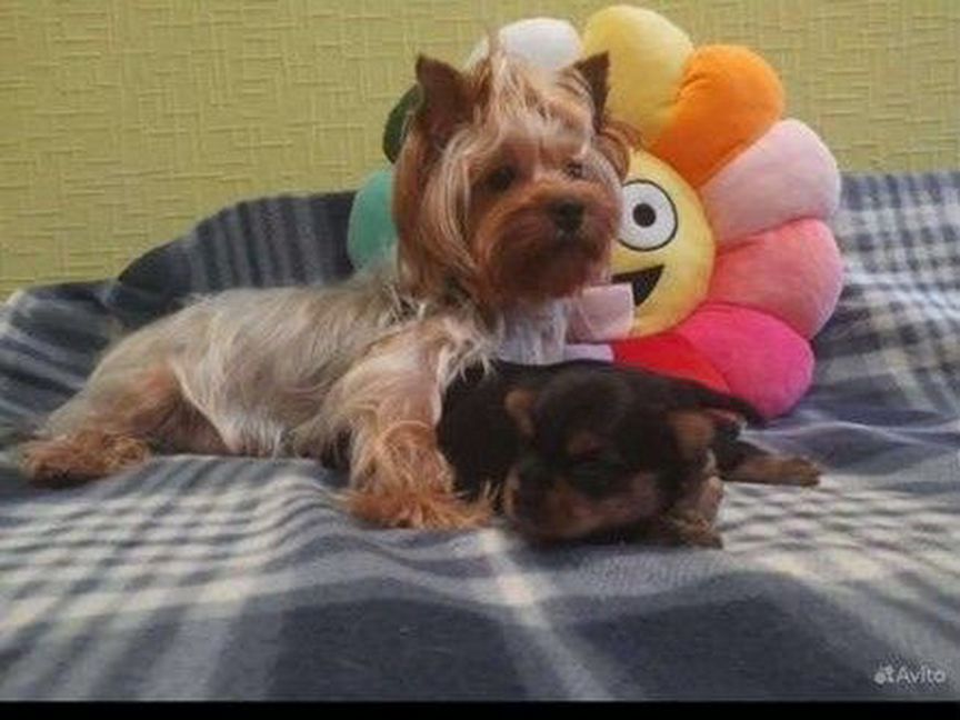 Йорки мини и стандарт