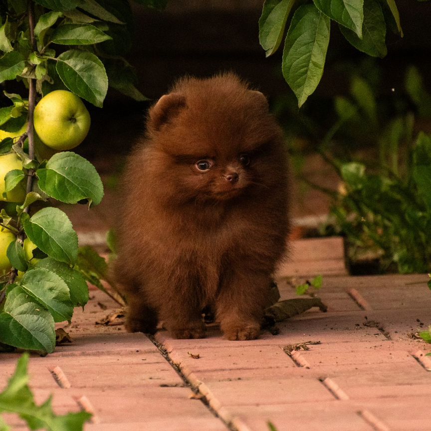 Коричневый мальчик пом