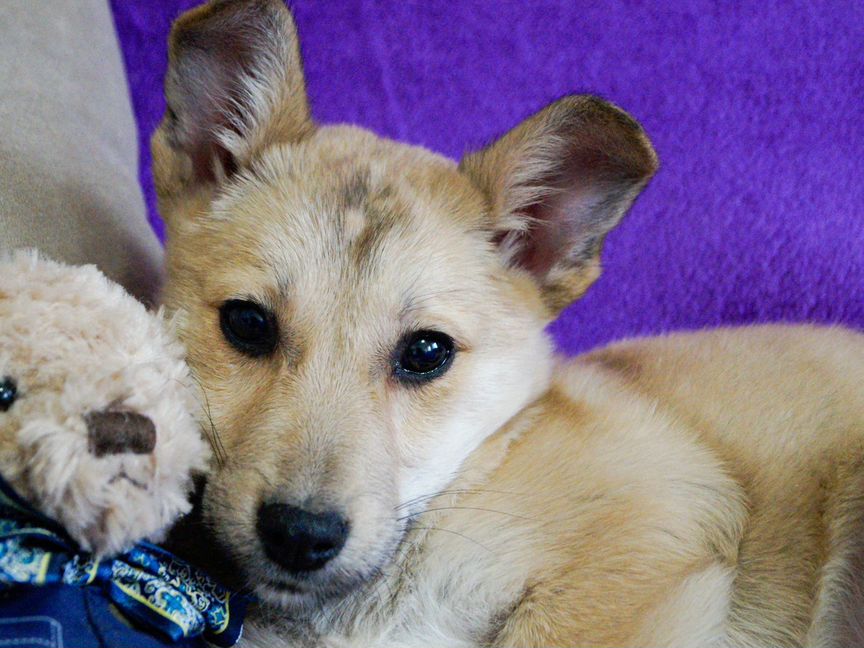 Щенки в добрые руки