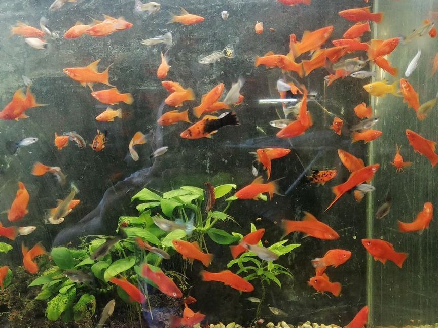 Меченосцы флаг-вилка, гуппи голубые