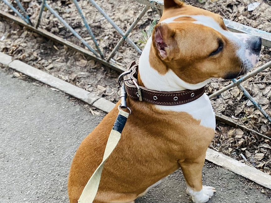 Стаффордширский терьер Вязка