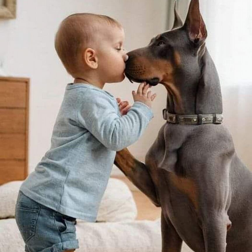 Кобель для вязки в редком голубом окрасе