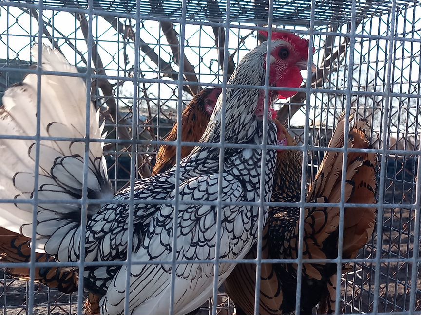 Петушкикарликовые куры сибрайт