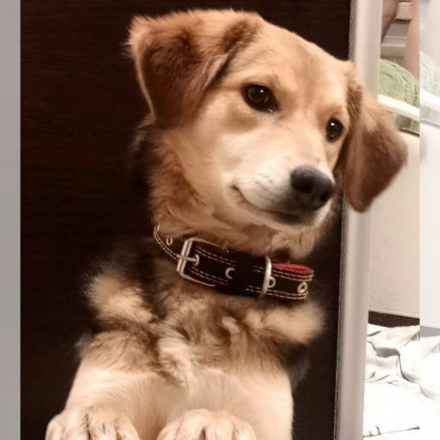 Щенок в добрые руки