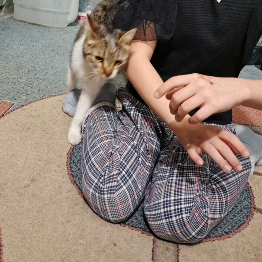 Кот-бродяга, папкин симпотяга