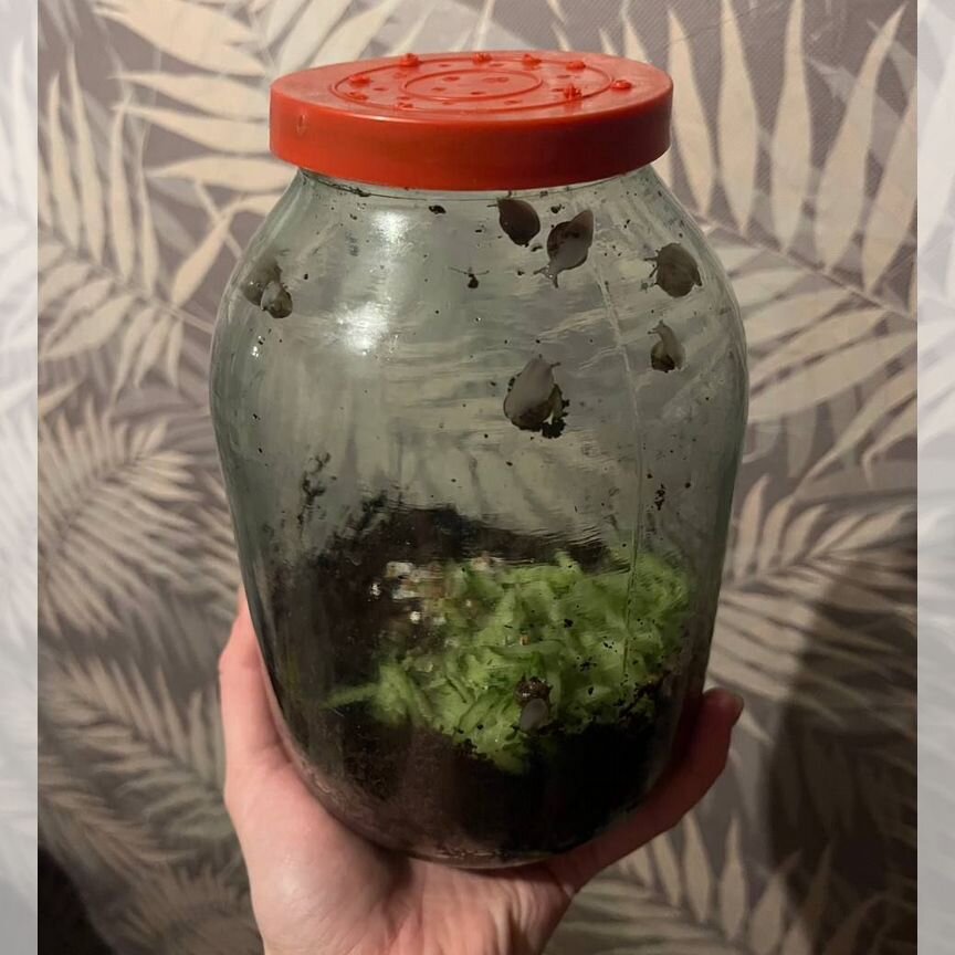 Малыши Улитки Ахатины