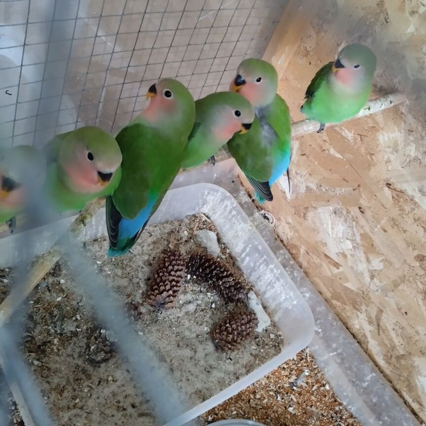 Попугай неразлучник