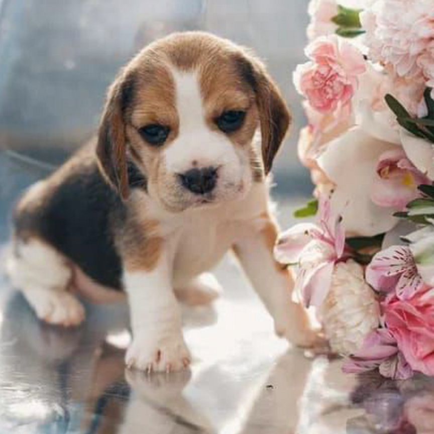 Бигль, щенок