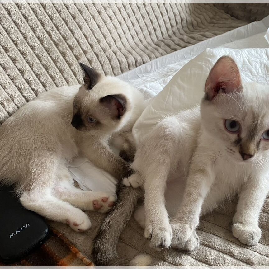Сиамский котёнок