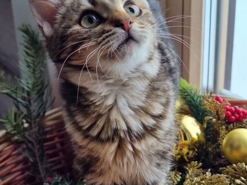 Мраморный ласковый котенок