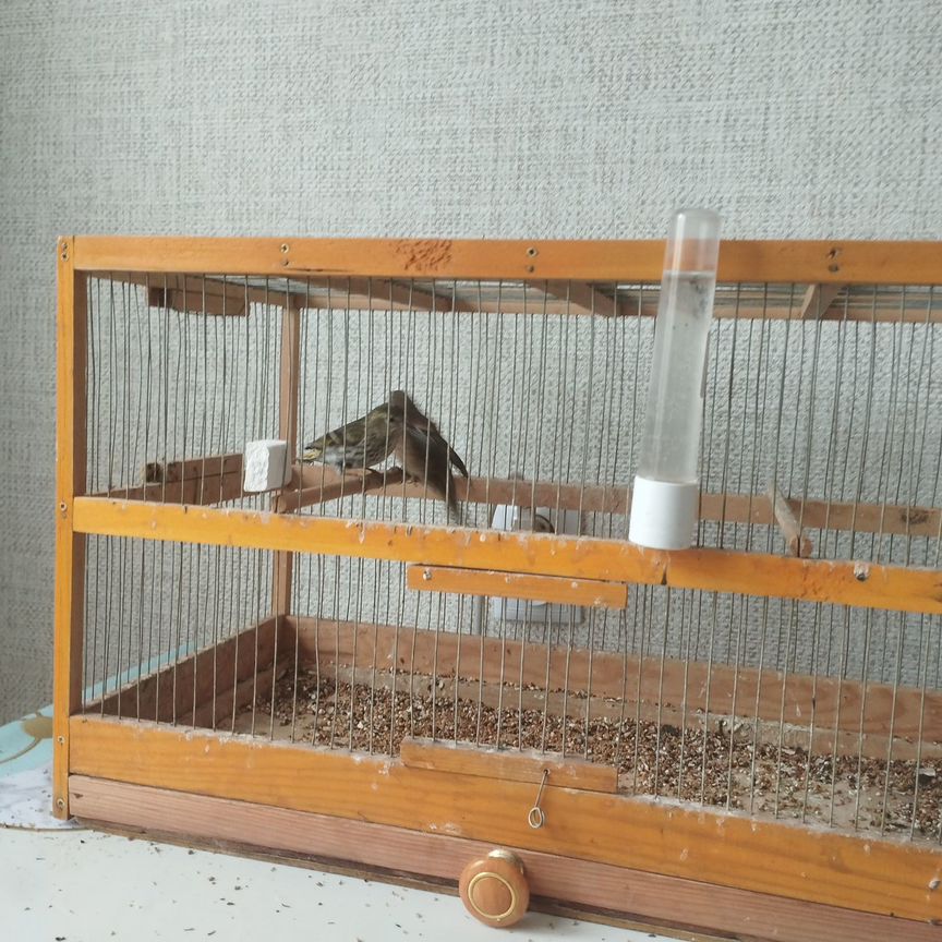 Лесные птицы