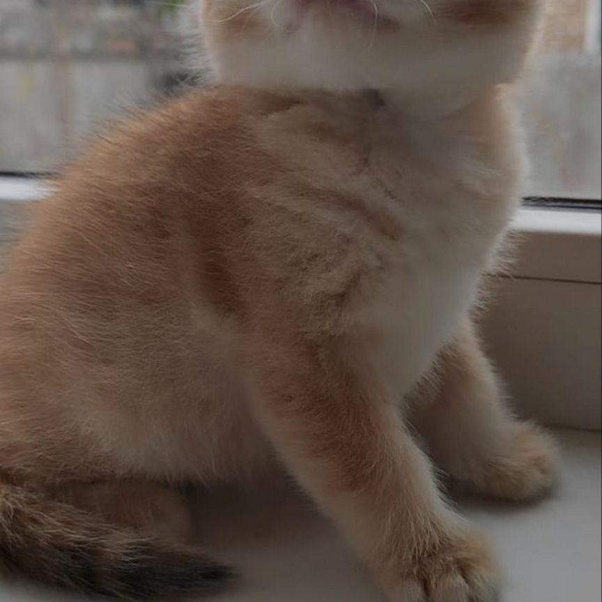 Котенок