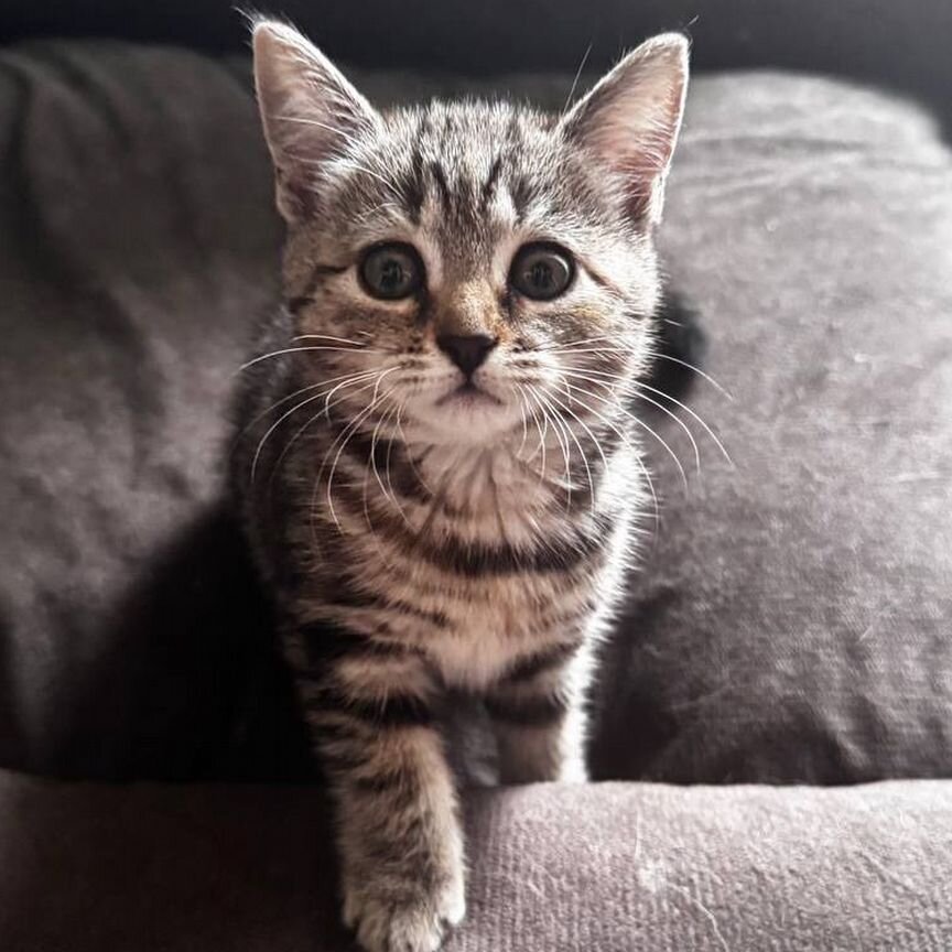 Сиамский котёнок
