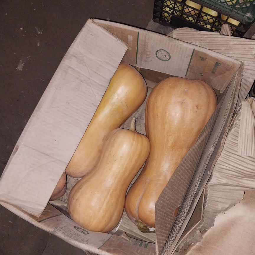 Тыква кормовая