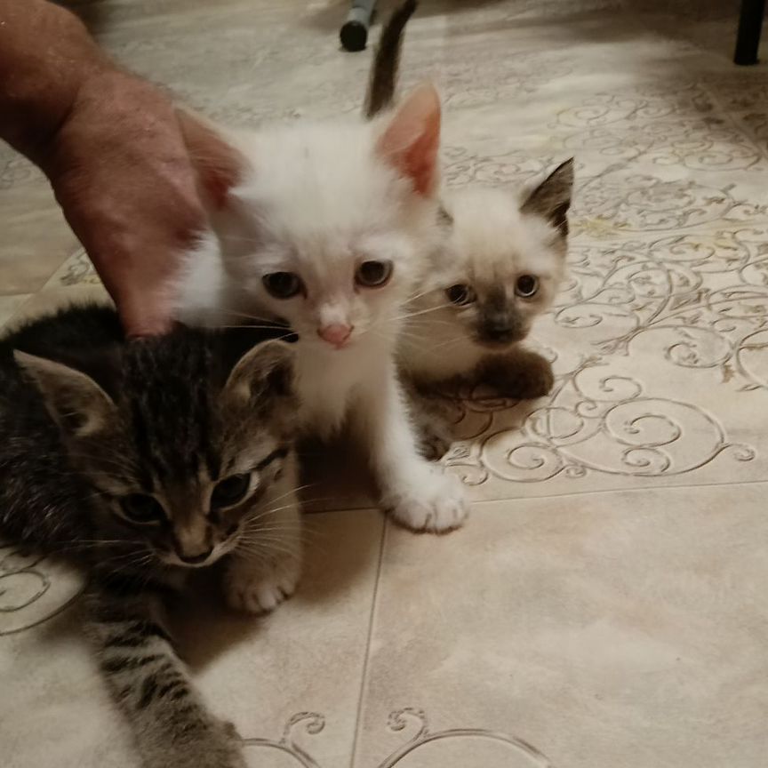 Котёнок в добрые руки