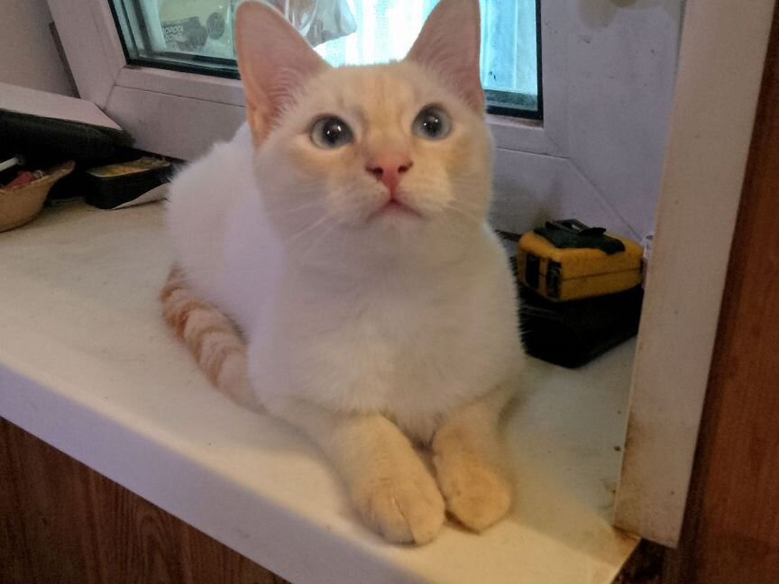 Тайские котята-котик