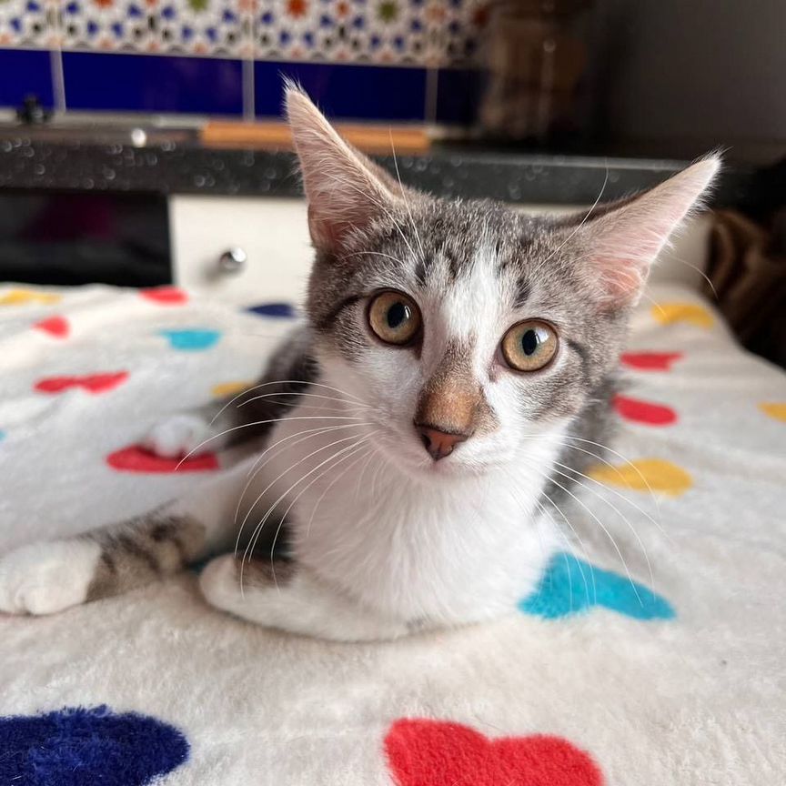 Котенок мальчик 2,5месяца