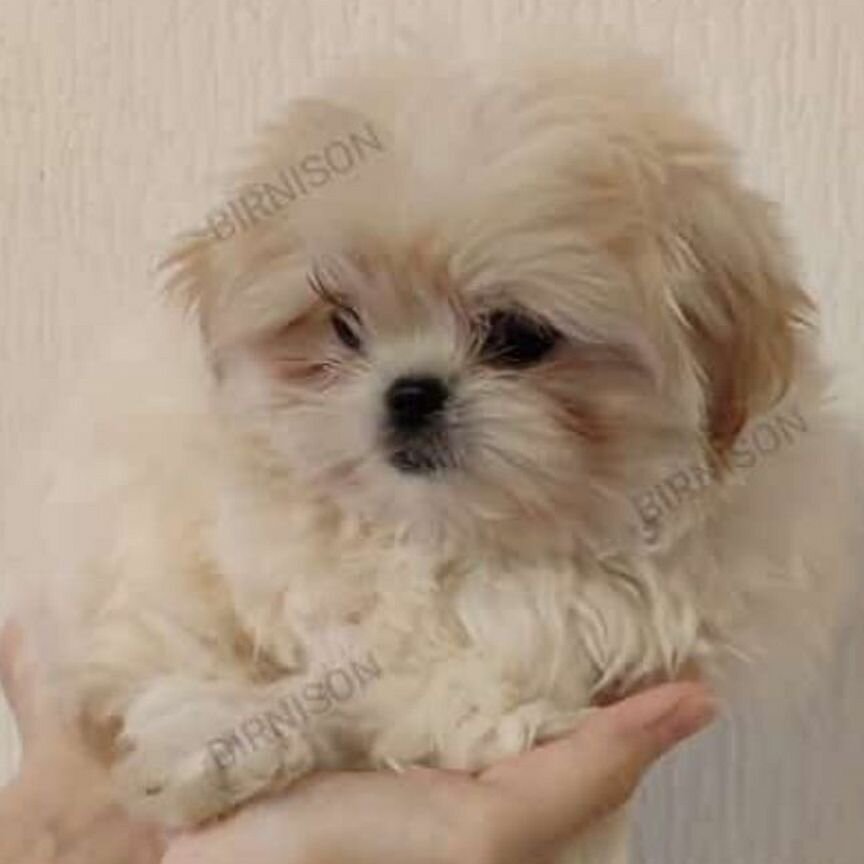 Мальтипу f1 девочка