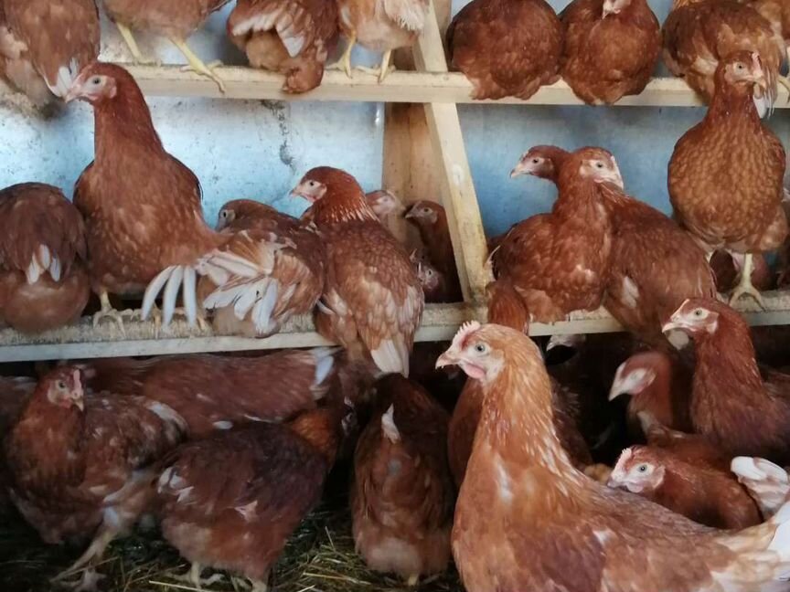 Куры несушки молодки