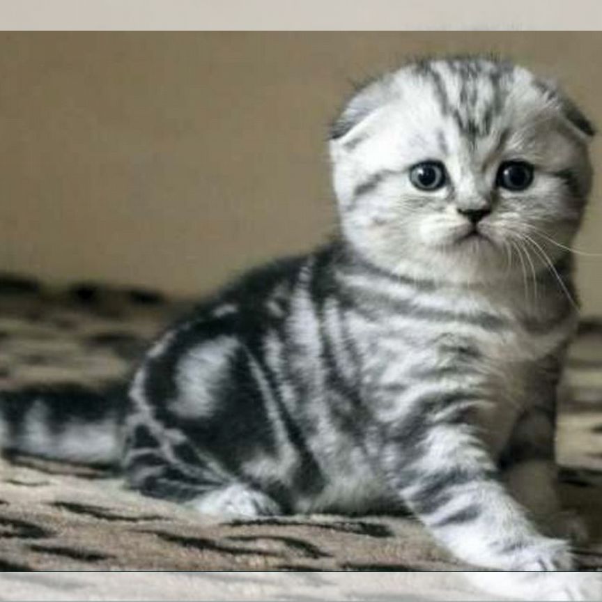 Шотландские вислоухие котята