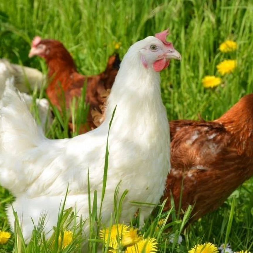 Хорошие белые несушки