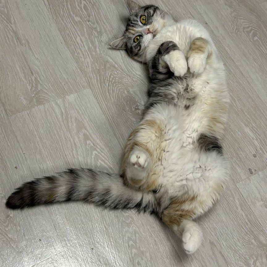 Взрослая, кошка в добрые руки